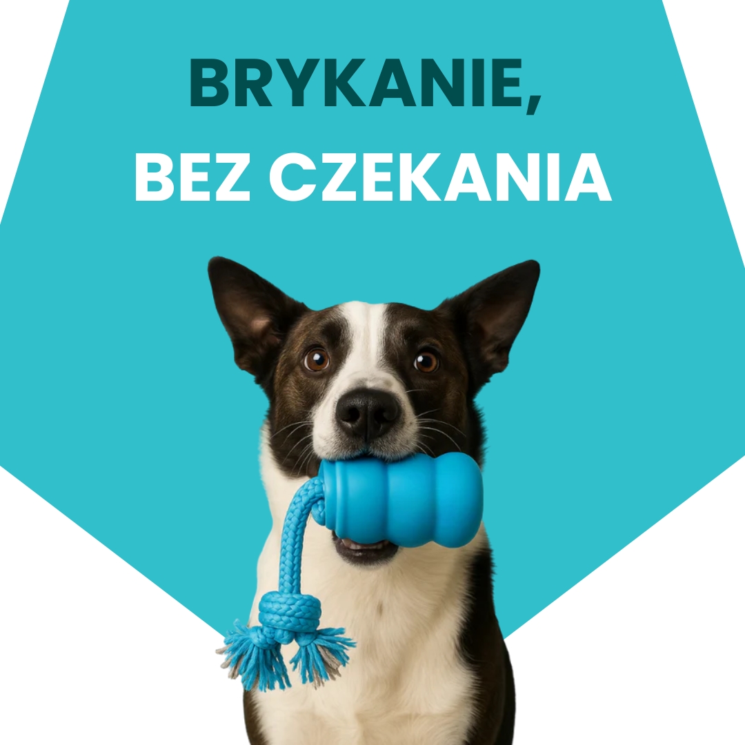 Brykuś – Mr-Paw